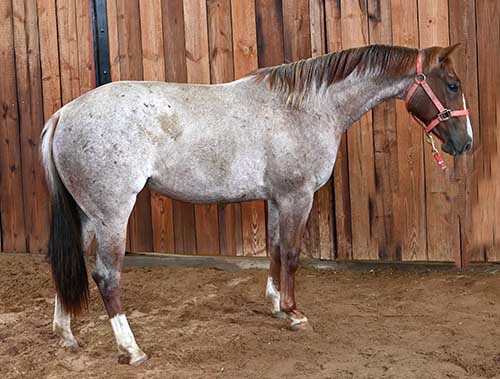 Horse Auction Report | 2023 AQHA red roan mare – by METALLIC CRUSH x YO ...