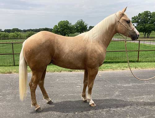 Horse Auction Report | 2023 AQHA palomino gelding – by DJANGO CAT x HEY ...